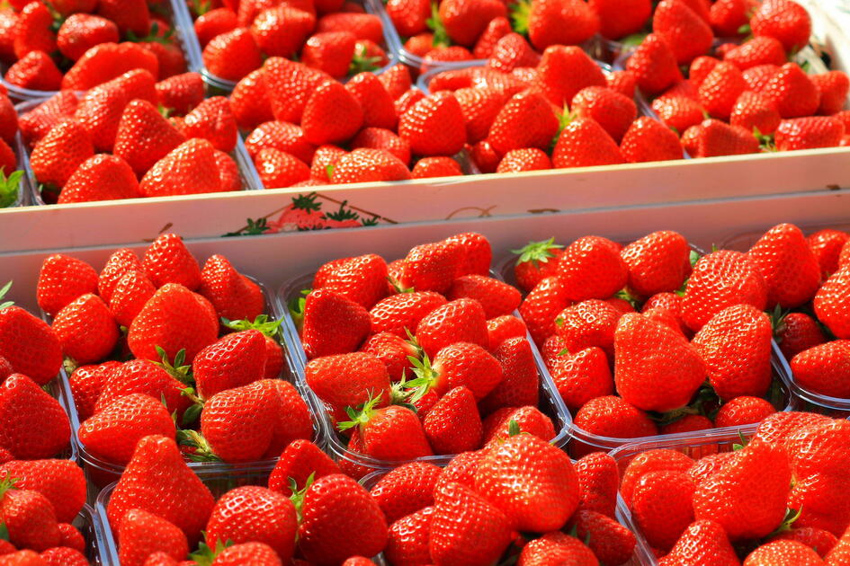 Fraise | Un marché attendu plus actif | Réussir fruits & légumes