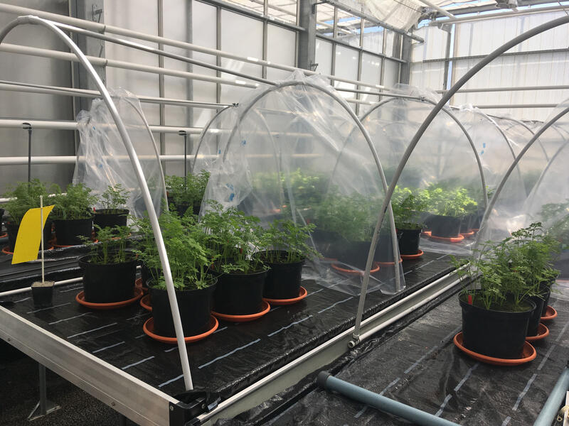 Carotte : Des stimulateurs de défense des plantes testés contre la ...