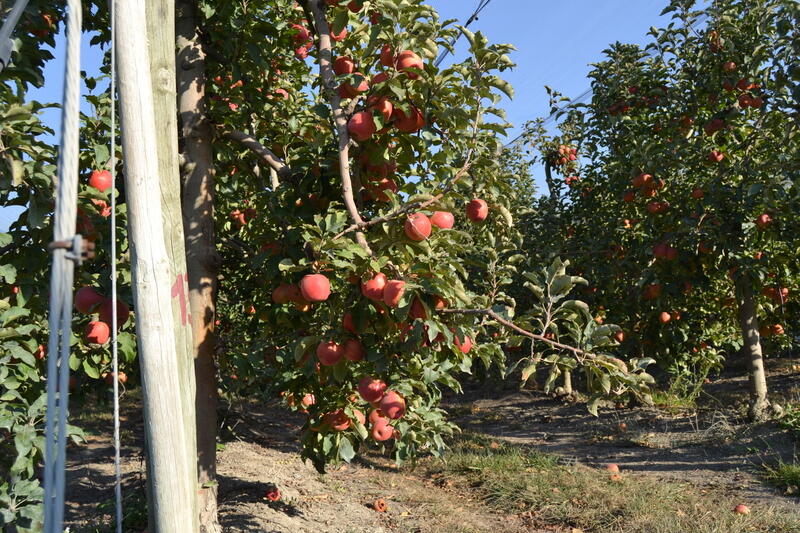 Paca : le verger provençal progresse en bio | Réussir fruits & légumes