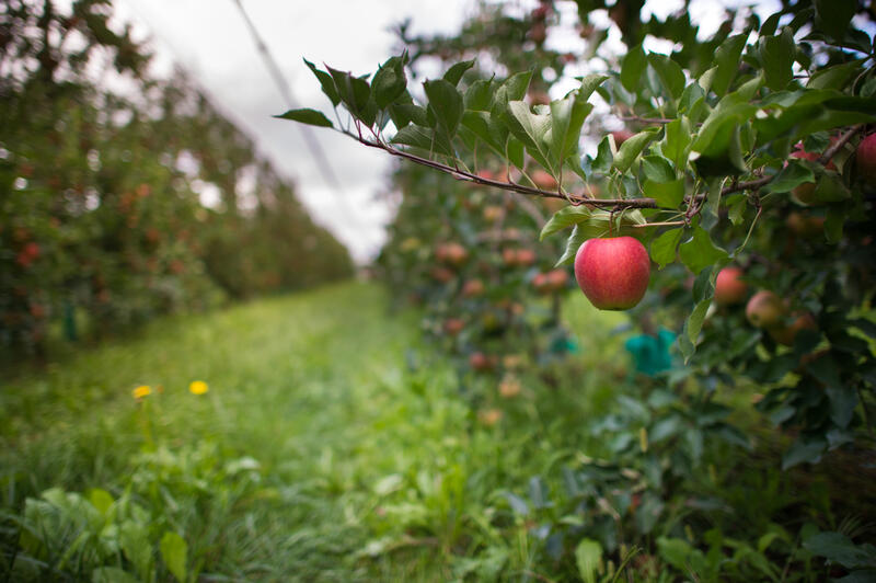 Création variétale de la pomme : « Les marqueurs moléculaires ...