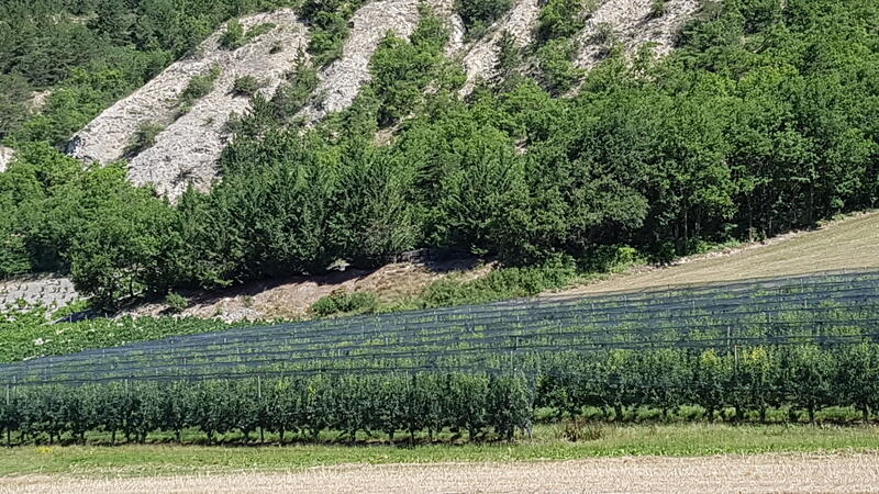 Lutte contre la francisation : à la recherche de marqueurs du terroir ...