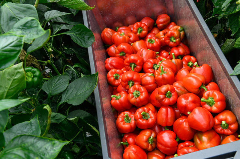 Loiret : comment la culture de poivron hors-sol se développe | Réussir ...