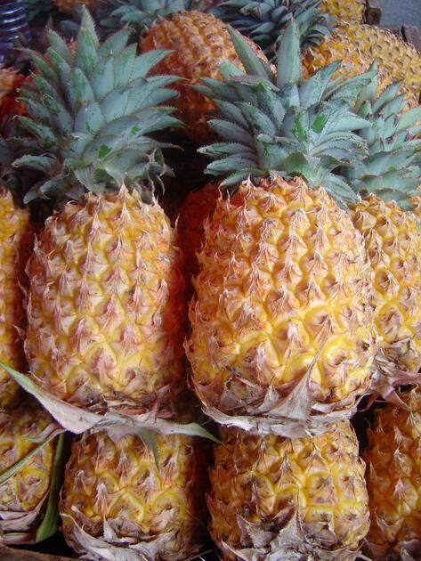 Exotiques : les prix de l’ananas sous pression | Réussir fruits & légumes
