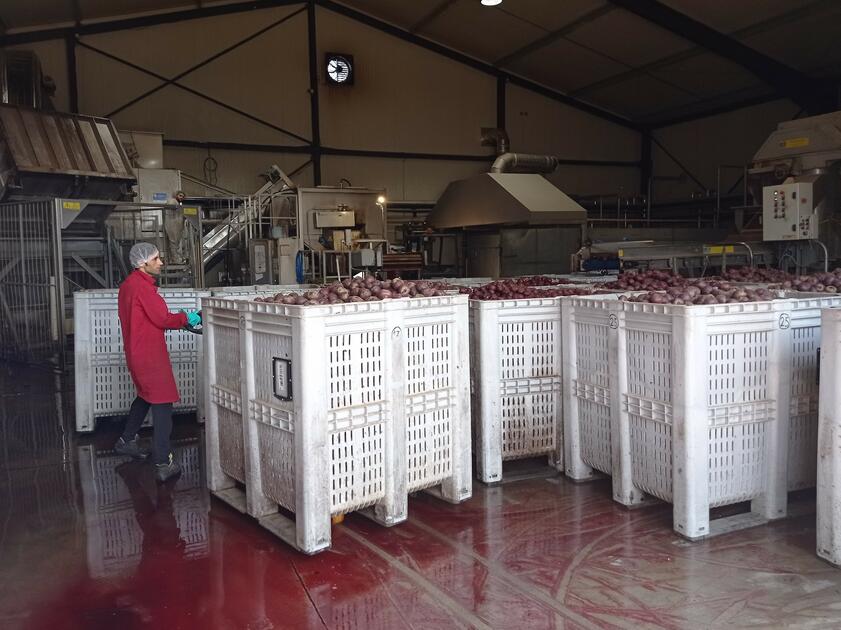 Grand-Est | Betterave potagère : pourquoi la SARL Cormorèche investit ...