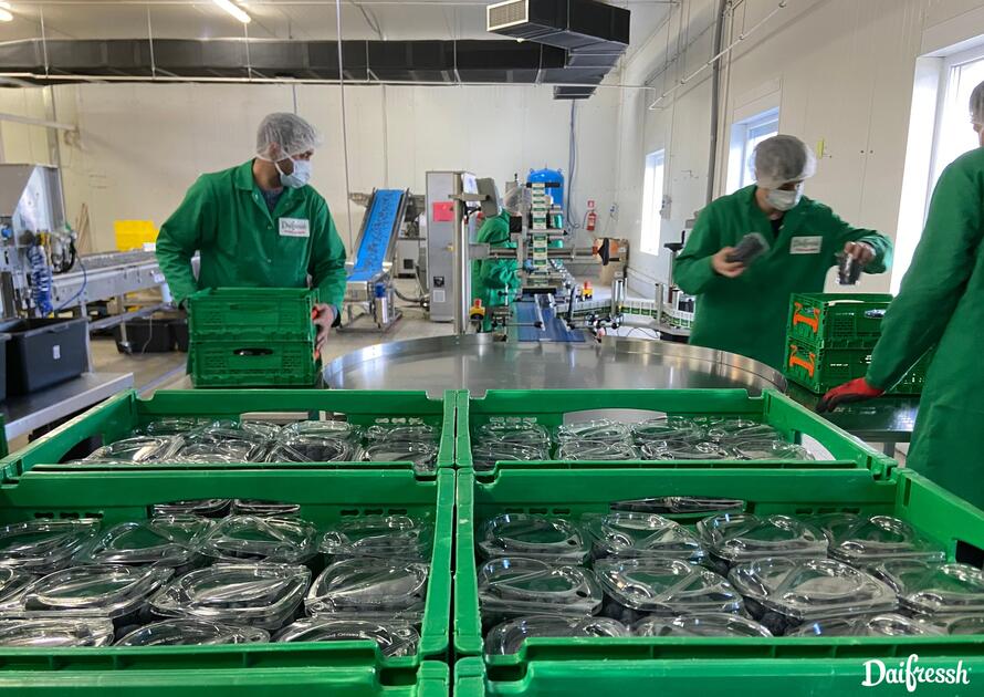 Maroc : Daifressh renforce sa capacité de production en petits fruits ...