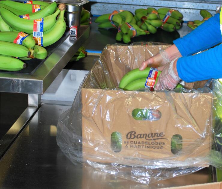 La banane de Guadeloupe et Martinique a été entendue par Emmanuel ...