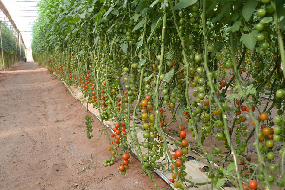 Le Maroc segmente sa tomate | Réussir fruits & légumes