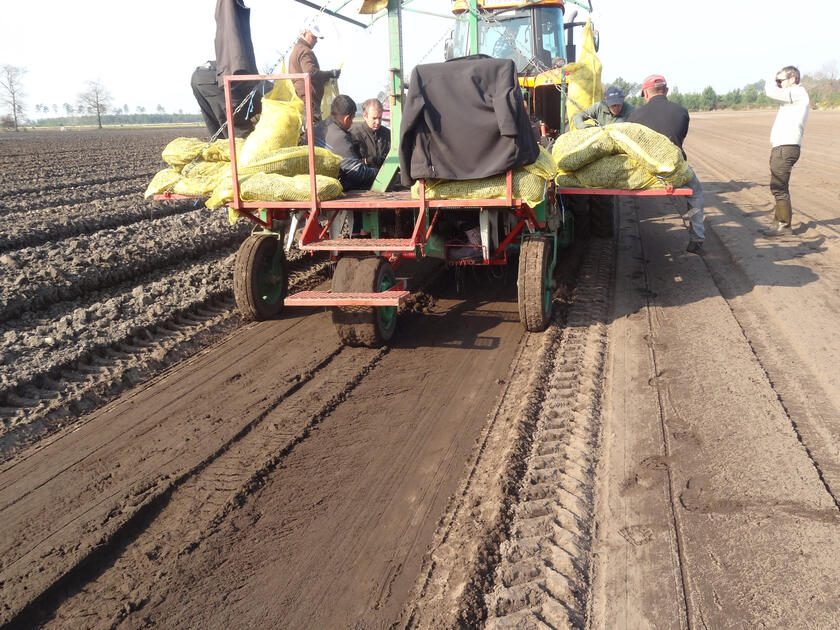 Dossier Asperge : Implanter une aspergeraie | Réussir fruits & légumes