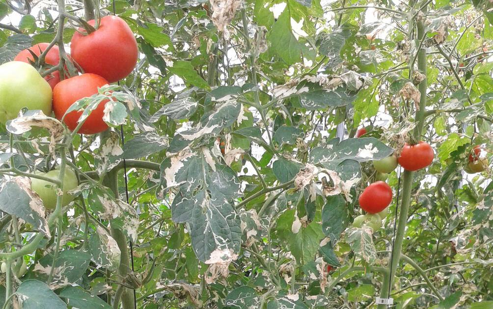 Tomate : une formation sur la protection contre Tuta absoluta | Réussir ...