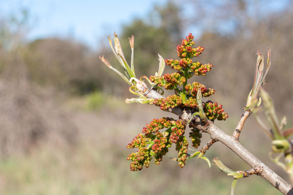 Paca | Pistache : à quand la première vraie récolte française ...