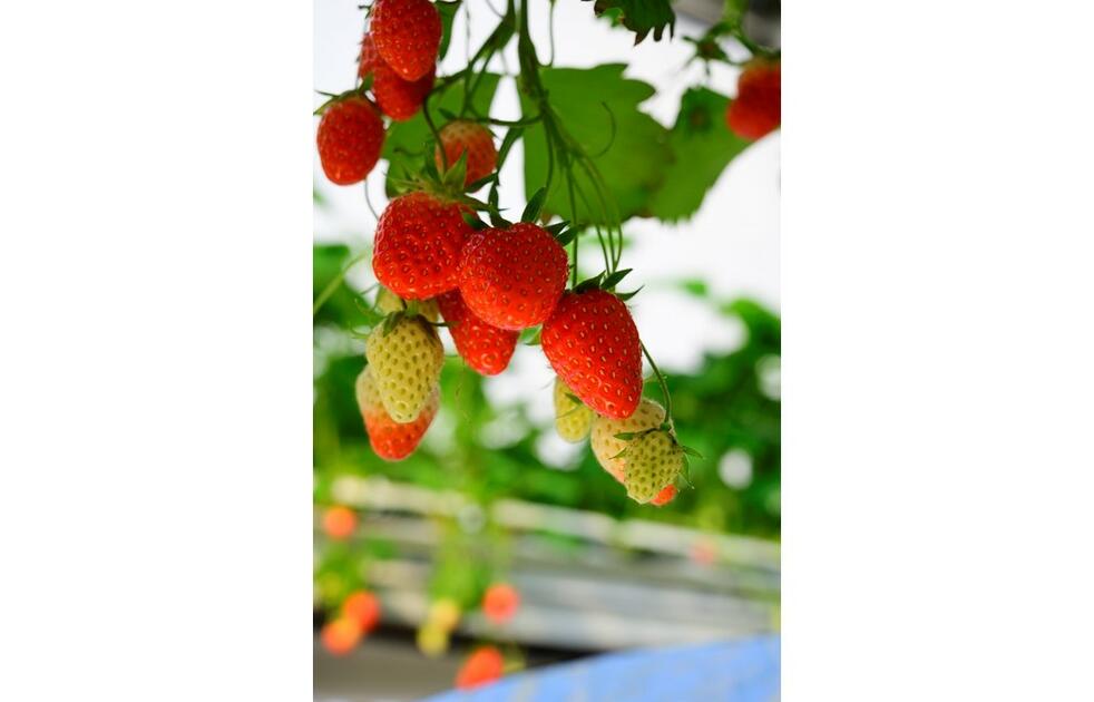 [Coronavirus Covid-19] La fraise Label Rouge retrouve la stabilité ...