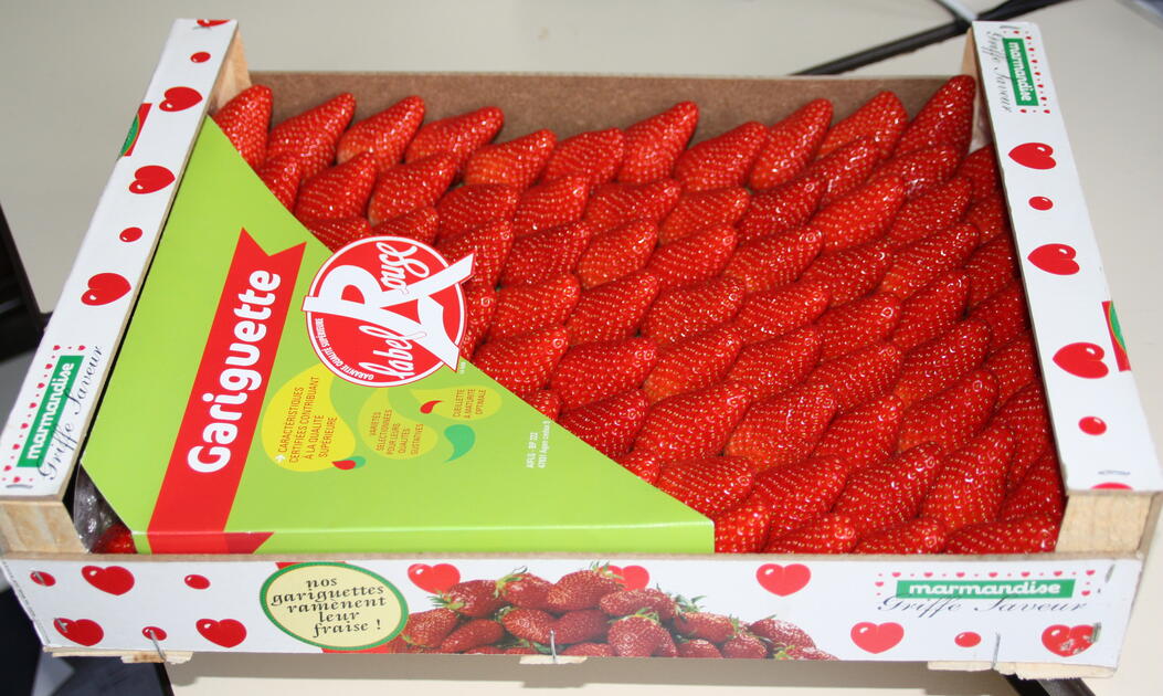 Fraise : nouveau Label rouge | Réussir fruits & légumes