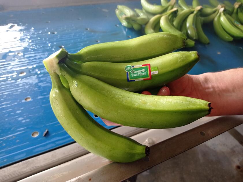Bio | Banane durable : le bio en Martinique, « c’est possible ...