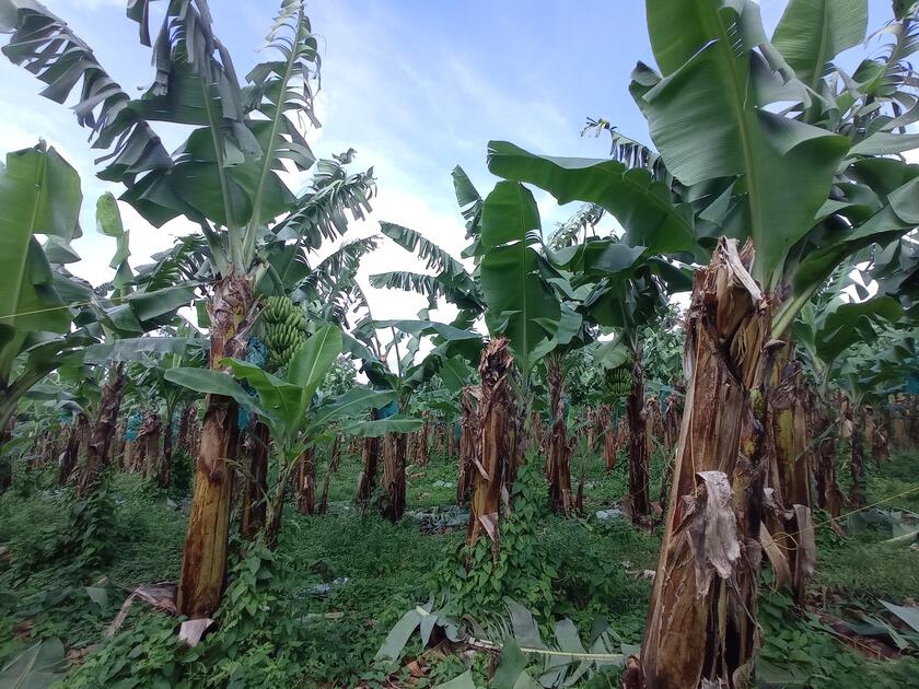 Outre-mer | Comment la banane de Guadeloupe et de Martinique se produit ...