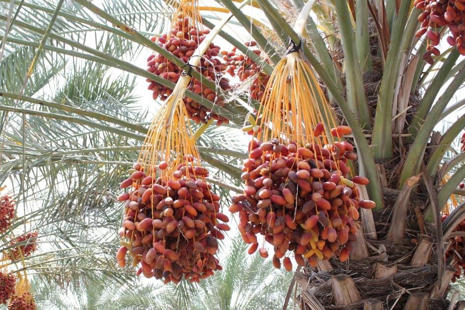 Maroc : forte baisse de la récolte de dattes | Réussir fruits & légumes