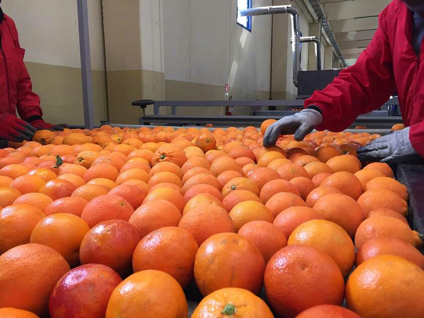 Italie : un début de campagne en oranges très difficile | Réussir ...