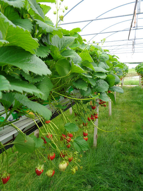 Dossier : la fraise se met au vert | Réussir fruits & légumes