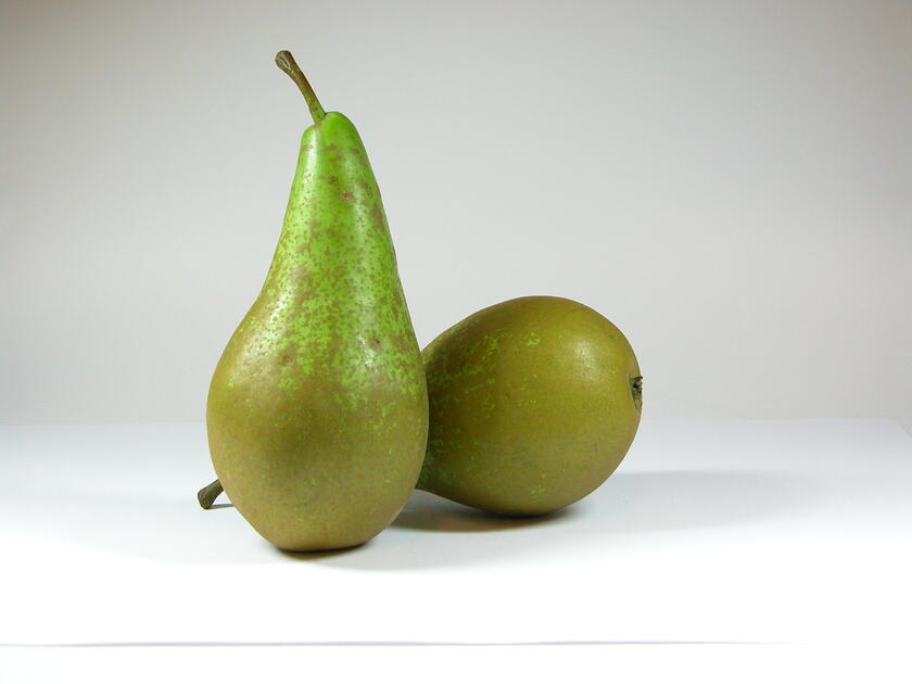 Poire : année de la Conférence | Réussir fruits & légumes