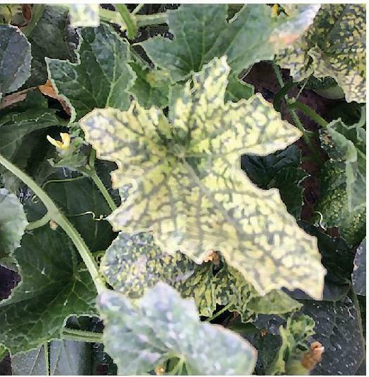 MELON | Un virus très polyphage | Réussir fruits & légumes