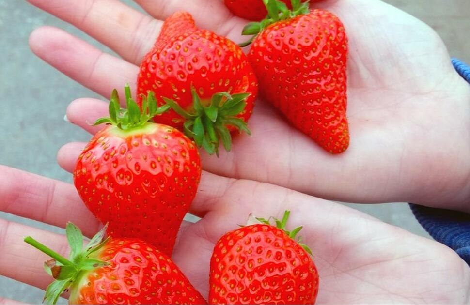 International Strawberry Congress : comment l’inflation influe sur l ...