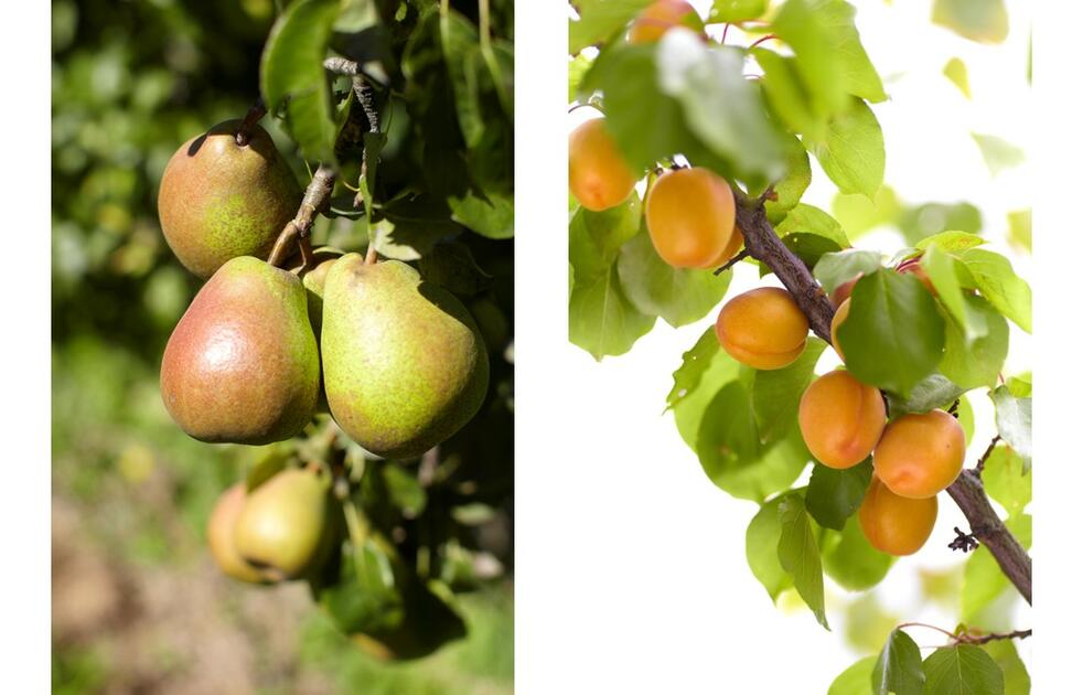 Sondage : une impressionnante méconnaissance des fruits et légumes par ...