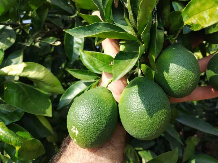 Pourquoi les oranges ont la forme de citron en Espagne cette année ...