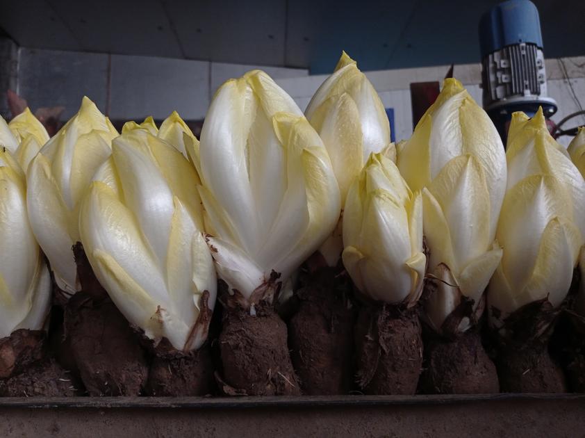 Endive : trois défis en production et le challenge de la consommation ...