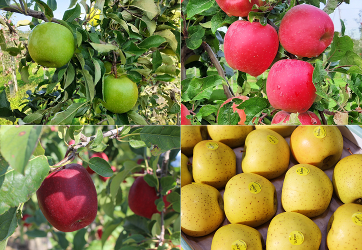 Pomme : à quoi ressemblent les nouvelles variétés proposées par les ...