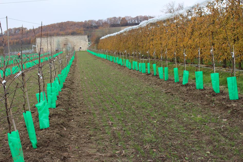 Arboriculture : quels sont les coûts de plantation 2023 des principales ...