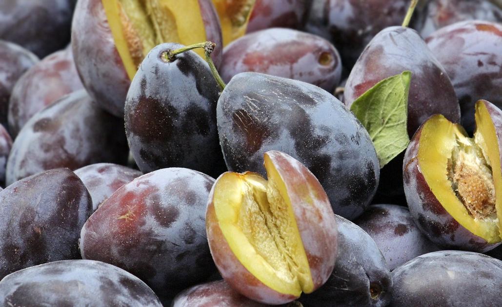 La prune, bientôt le 5e fruit Vergers Ecoresponsables ? | Réussir ...