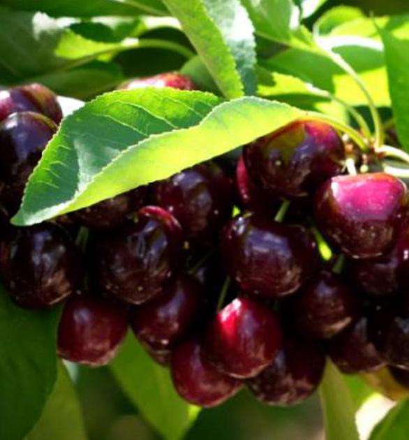 Cerise et Drosophila suzukii : « j’ai confiance en la science et en l ...