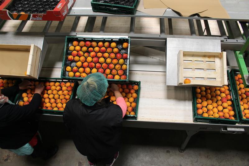 Abricot : comment homogénéiser la qualité au plus tôt | Réussir fruits ...