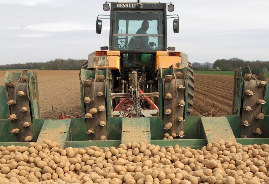 Pomme de terre : surfaces françaises 2024 en hausse pour satisfaire le ...