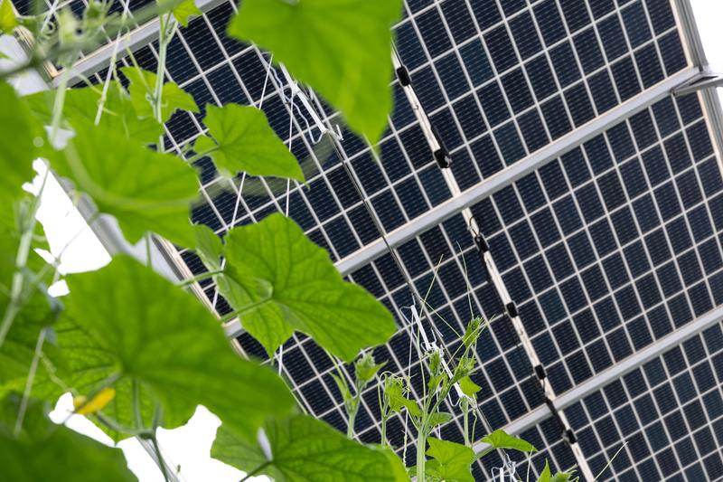 Agrivoltaïsme : comment partger la lumière et le revenu ? | Réussir ...