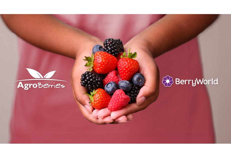 Petits fruits rouges : union d’Agroberries et de BerryWorld pour créer ...