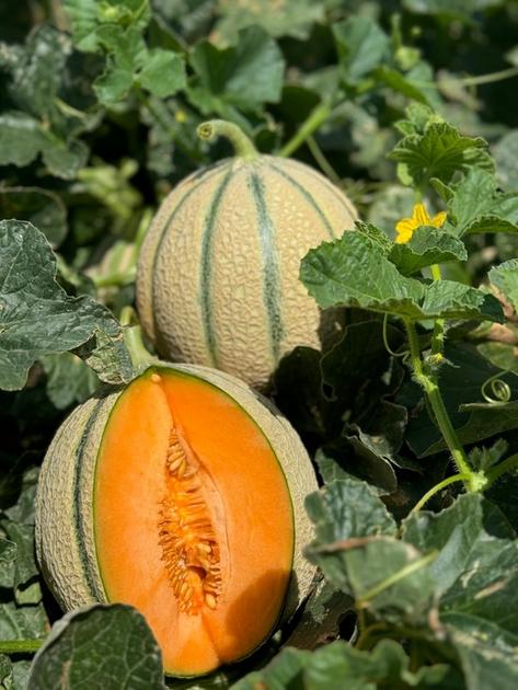 Melon : comment l’offre des semenciers évolue | Réussir fruits & légumes