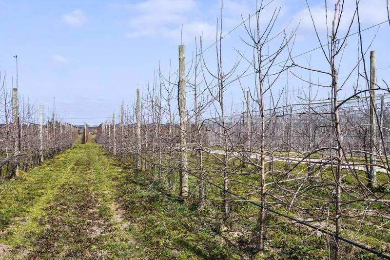 Pomme : des nouveaux porte-greffes évalués par le CTIFL | Réussir ...
