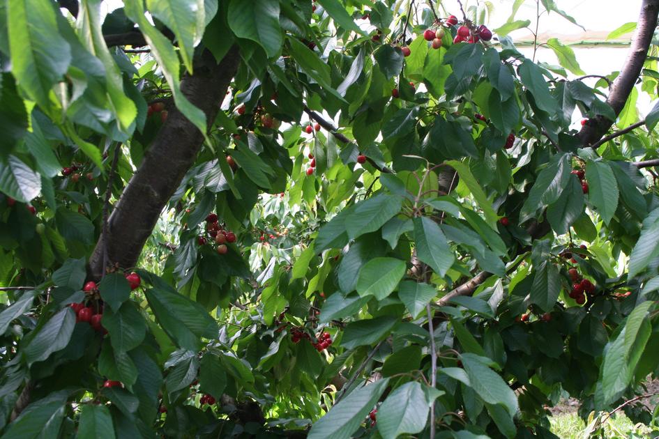 Cerise : forte hausse de la production française 2025 selon Agreste ...