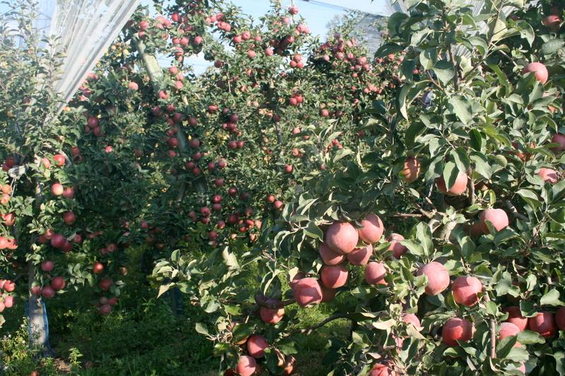 Tavelure de la pomme : le captane, un fongicide dans le « flou ...