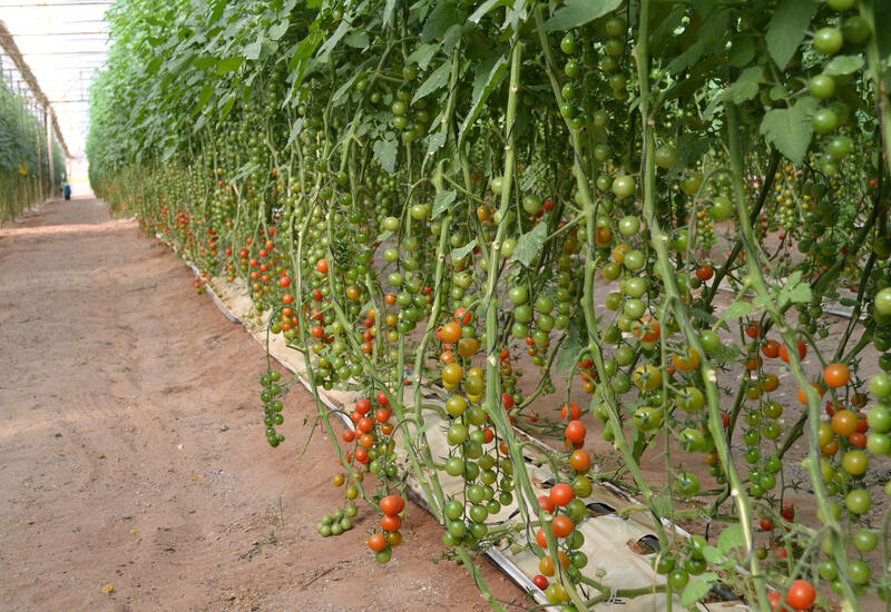 Le Maroc segmente sa tomate | Réussir fruits & légumes
