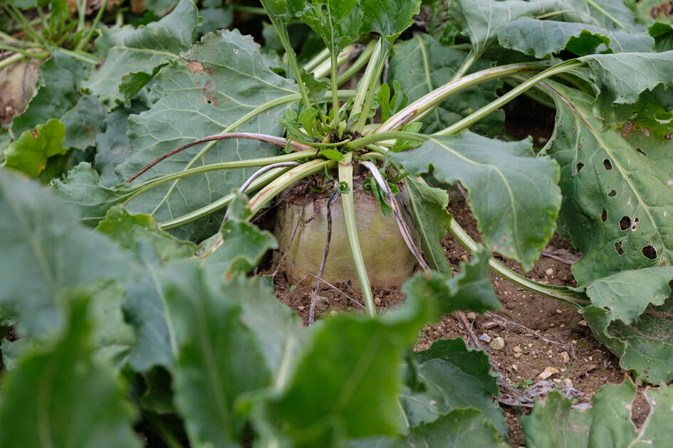 Le sucre de betterave bio français connait des débuts prometteurs ...