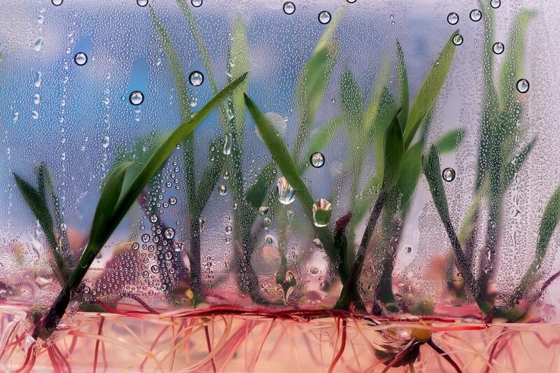 Sélection végétale : les variétés issues des NBT sont-elles des OGM ...