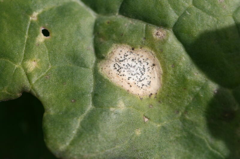 Colza : reconnaître et lutter contre le phoma | Réussir Grandes Cultures