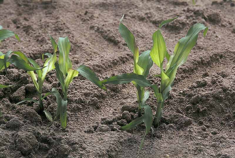 Fertilisation : les oligoéléments incontournables pour la santé des ...
