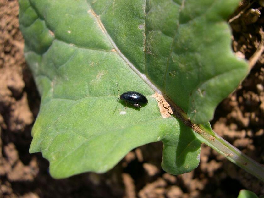 Alternatives au Phosmet : des pistes prometteuses contre la grosse ...