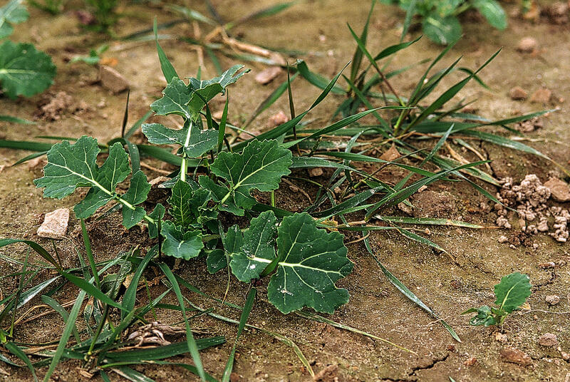 Chiendent rampant : une adventice vivace particulièrement coriace ...