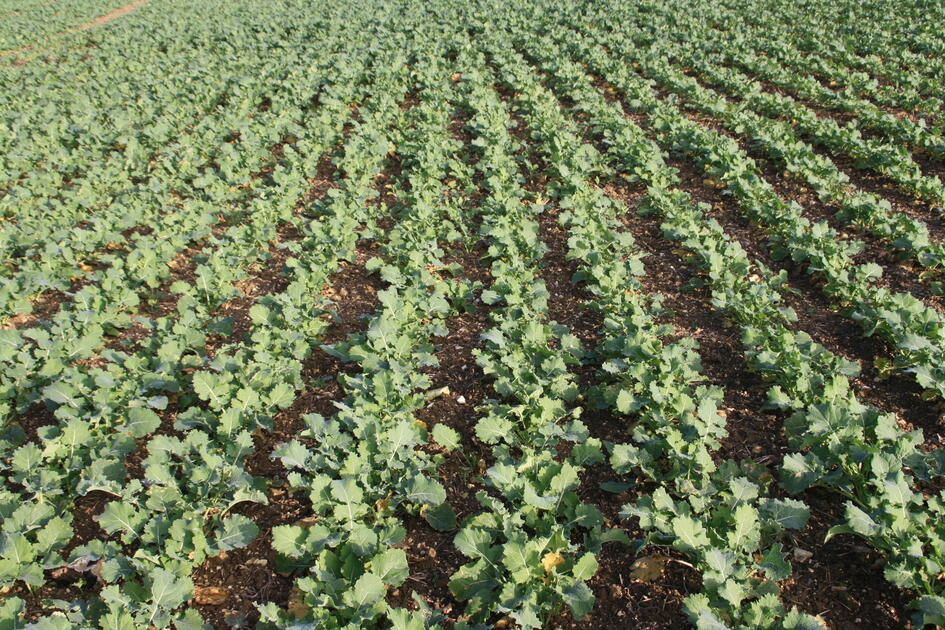 Colza : les clés pour une implantation réussie | Réussir Grandes Cultures