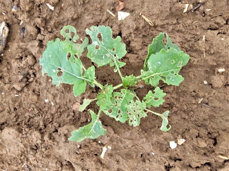 Altises sur colza : l’insecticide Minecto Gold autorisé sur les zones à ...