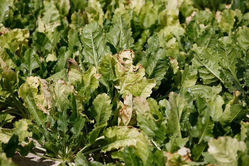 Jaunisse de la betterave : la solution olfactive de biocontrôle d ...