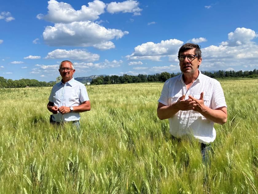 Blé dur : que contient le nouveau plan de souveraineté chiffré à 43 ...